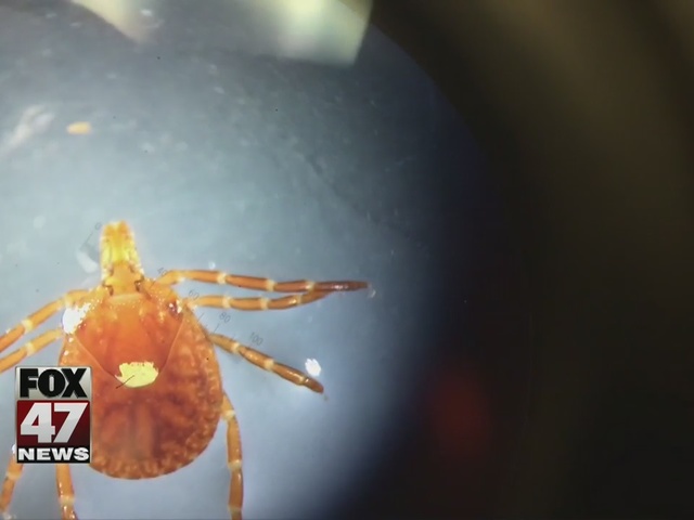 New tick moving into Michigan