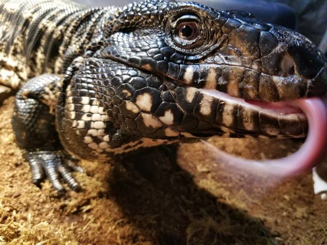 Winston the Tegu, internet star - FOX 47 News WSYM Lansing, Jackson