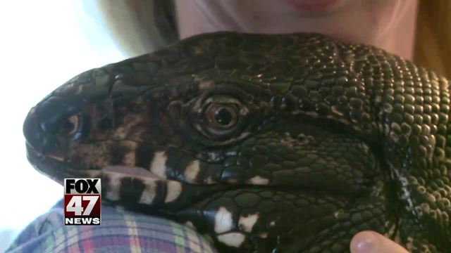 Winston the Tegu, internet star - FOX 47 News WSYM Lansing, Jackson