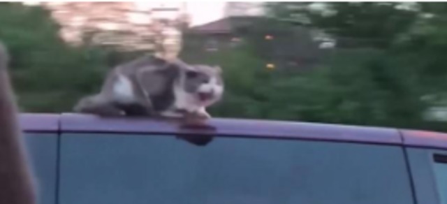 Cat rides on top of a car on a major interstate - FOX 47 News WSYM ...