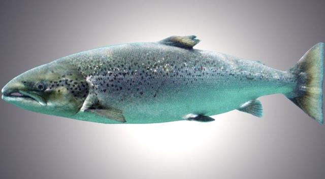 Michigan issues updated ‘Do Not Eat’ Fish Advisory for Huron River ...